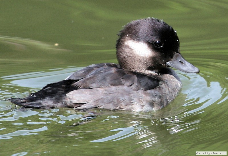 Identify Bufflehead - Wildfowl Photography.