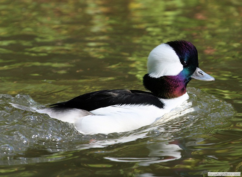Identify Bufflehead - Wildfowl Photography.