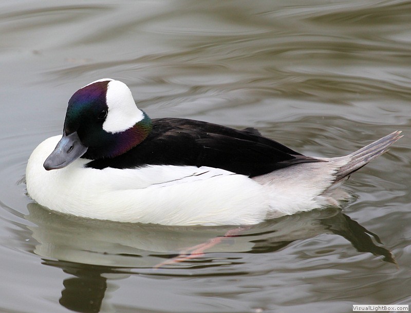 Identify Bufflehead - Wildfowl Photography.