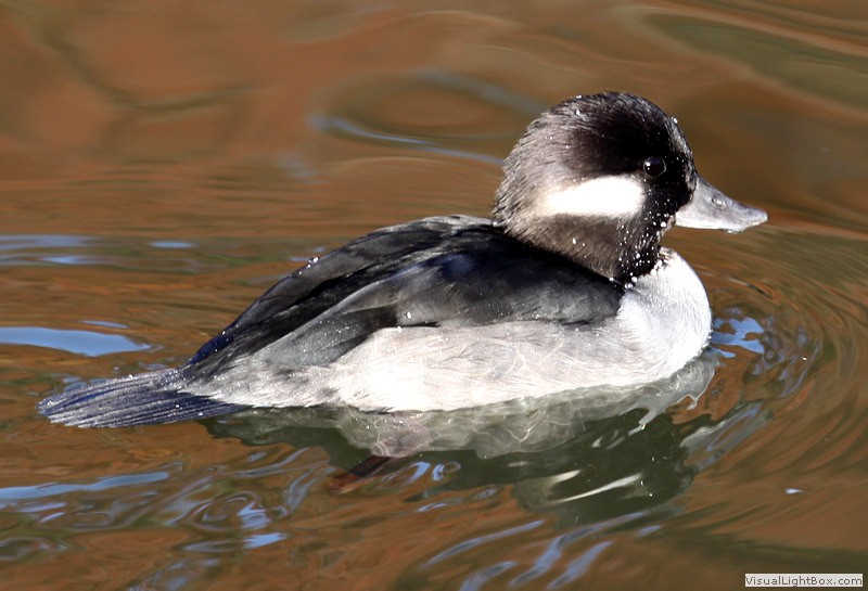 Identify Bufflehead - Wildfowl Photography.