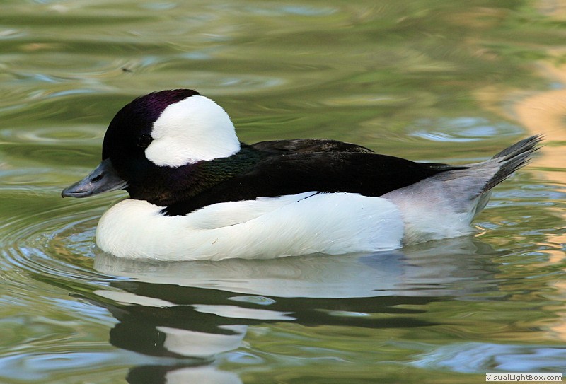 Identify Bufflehead - Wildfowl Photography.