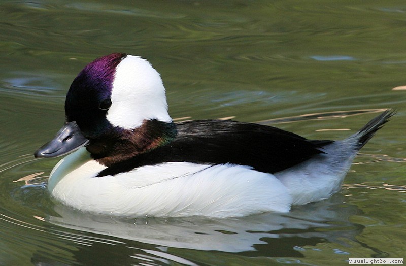 Identify Bufflehead - Wildfowl Photography.