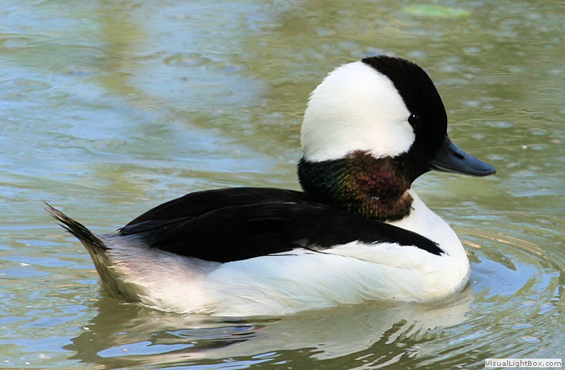 Identify Bufflehead - Wildfowl Photography.