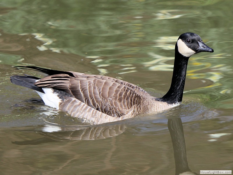 Identify Canada Goose - Wildfowl Photography.