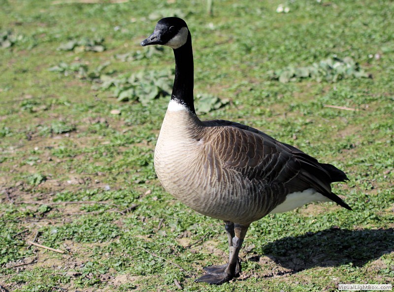 Identify Canada Goose - Wildfowl Photography.