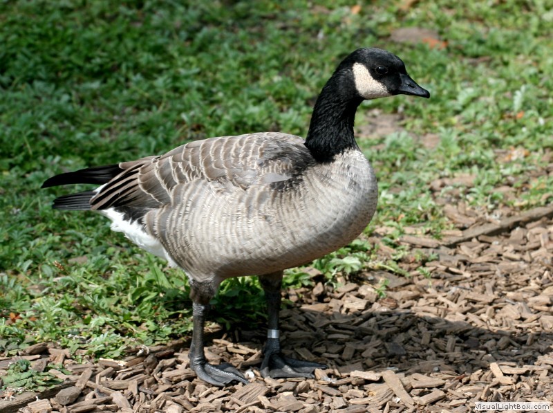 Identify Canada Goose - Wildfowl Photography.