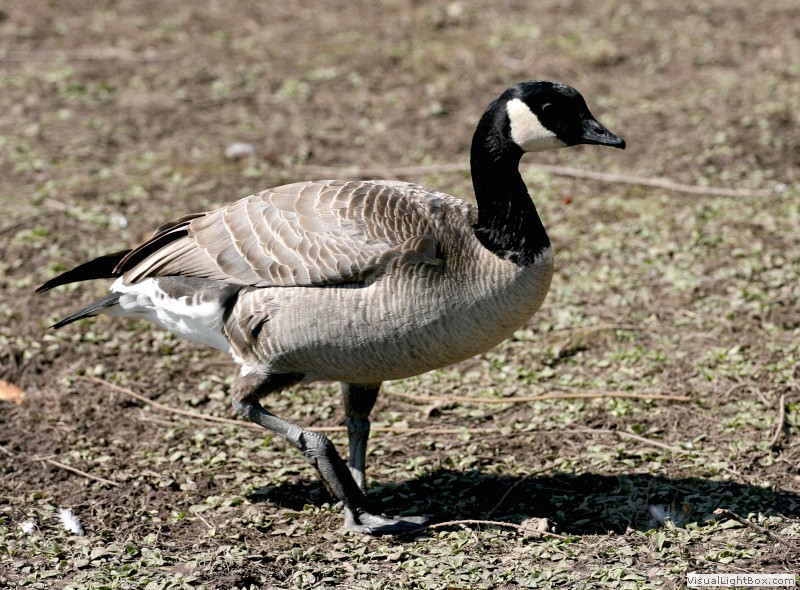 Identify Canada Goose - Wildfowl Photography.