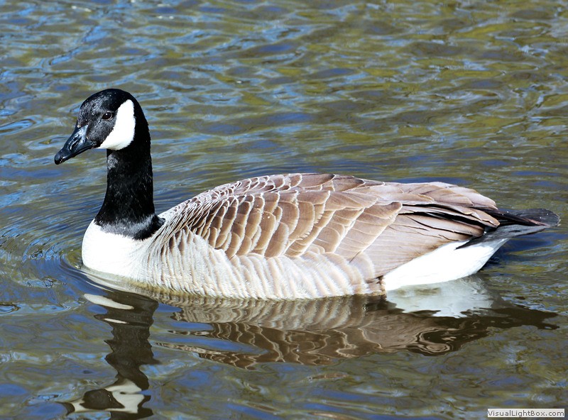 Identify Canada Goose - Wildfowl Photography.