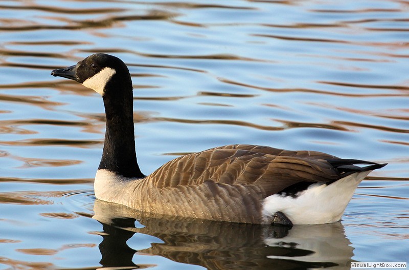 Identify Canada Goose - Wildfowl Photography.