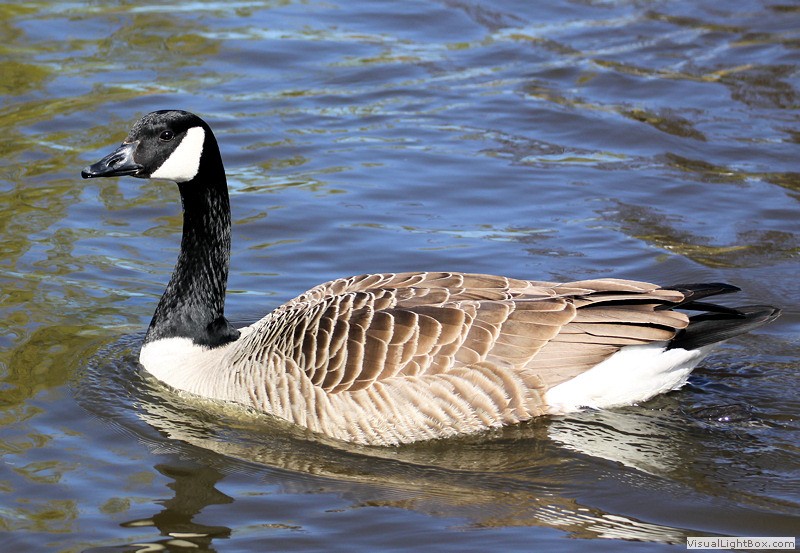 Identify Canada Goose - Wildfowl Photography.