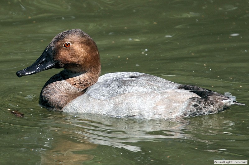 Identify Canvasback Duck - Wildfowl Photography.