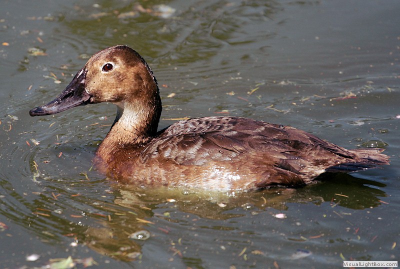 Identify Canvasback Duck - Wildfowl Photography.