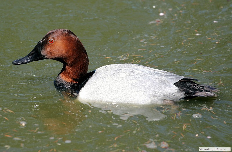 Identify Canvasback Duck - Wildfowl Photography.