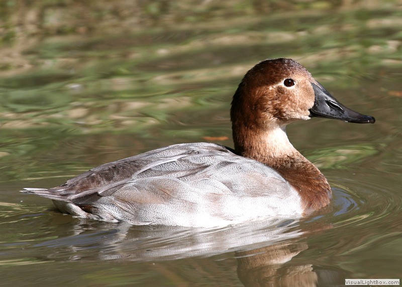 Identify Canvasback Duck - Wildfowl Photography.