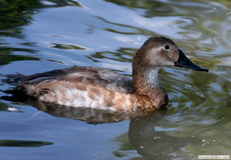 Identify Canvasback Duck - Wildfowl Photography.
