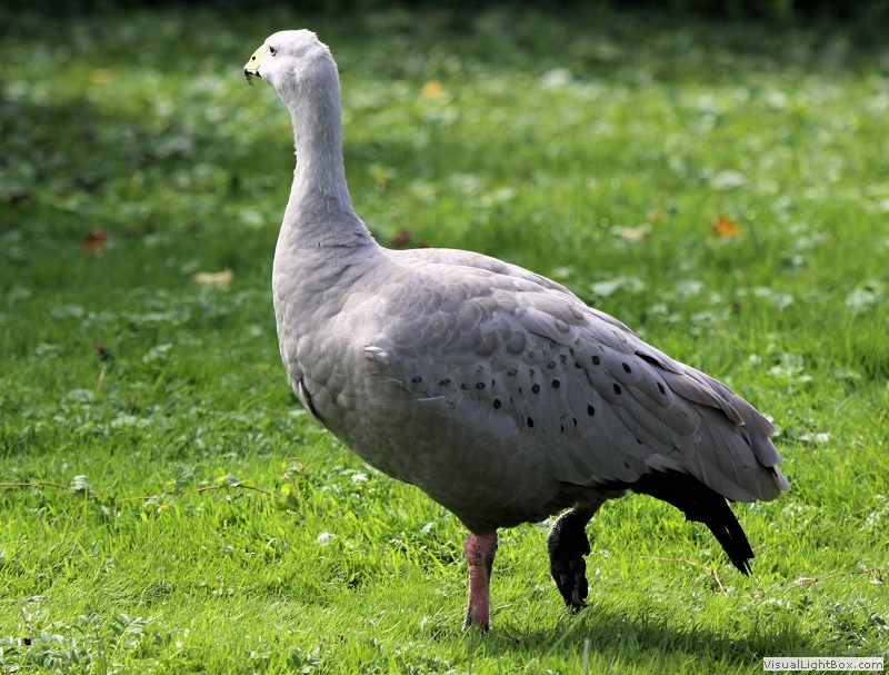 Identify Cape Barren Goose - Wildfowl Photography.