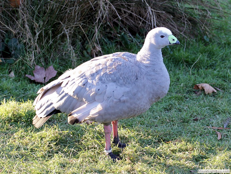 Identify Cape Barren Goose - Wildfowl Photography.