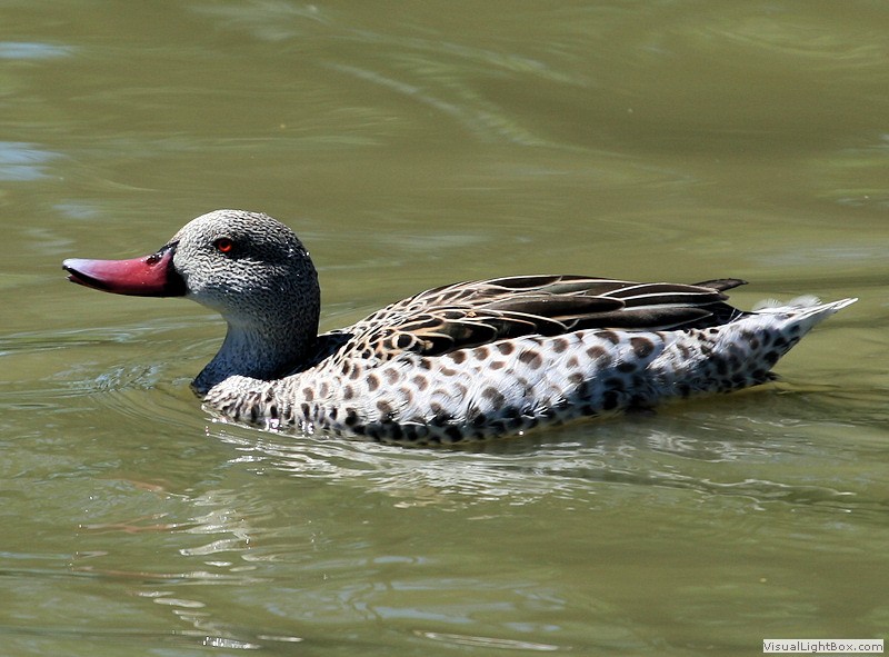 Identify Cape Teal - Wildfowl Photography.