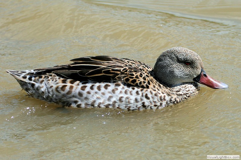 Identify Cape Teal - Wildfowl Photography.