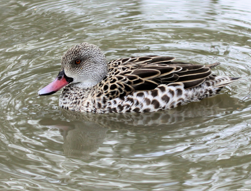 Identify Cape Teal - Wildfowl Photography.