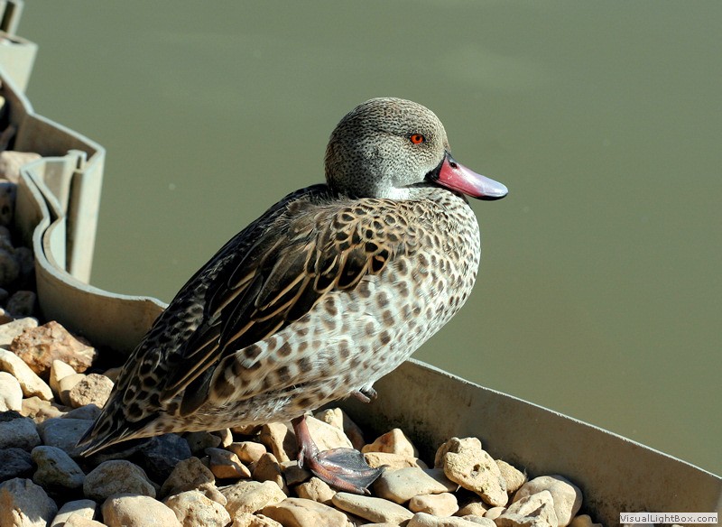 Identify Cape Teal - Wildfowl Photography.