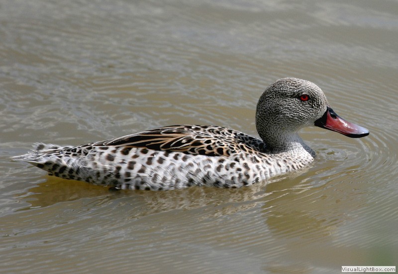 Identify Cape Teal - Wildfowl Photography.