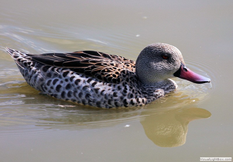 Identify Cape Teal - Wildfowl Photography.