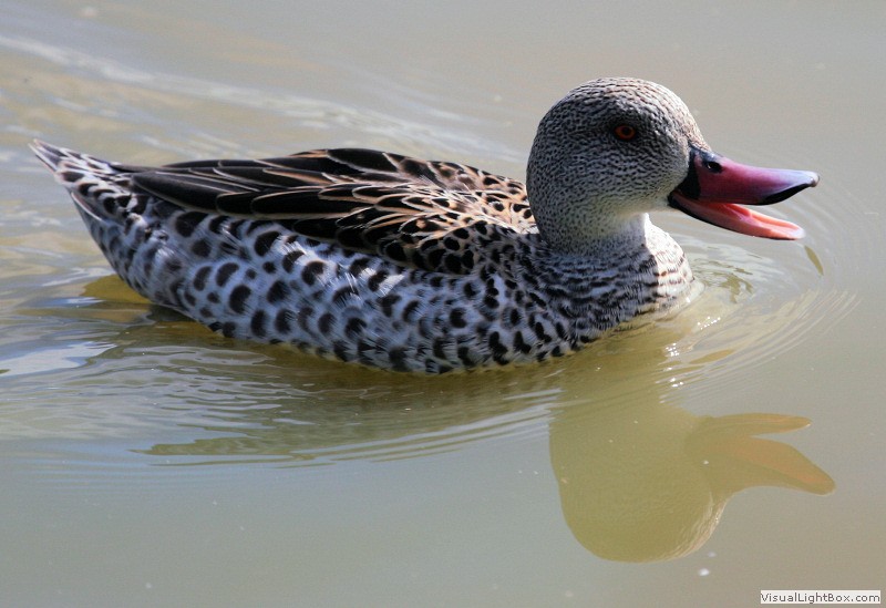Identify Cape Teal - Wildfowl Photography.