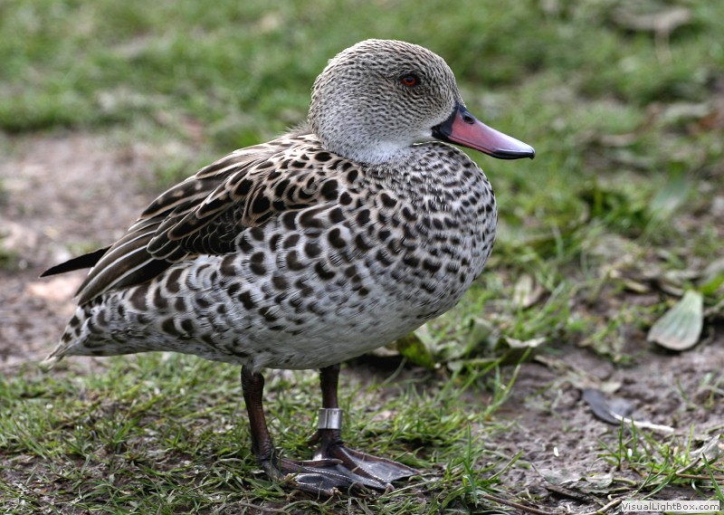 Identify Cape Teal - Wildfowl Photography.