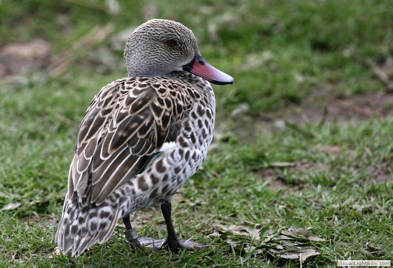 Identify Cape Teal - Wildfowl Photography.