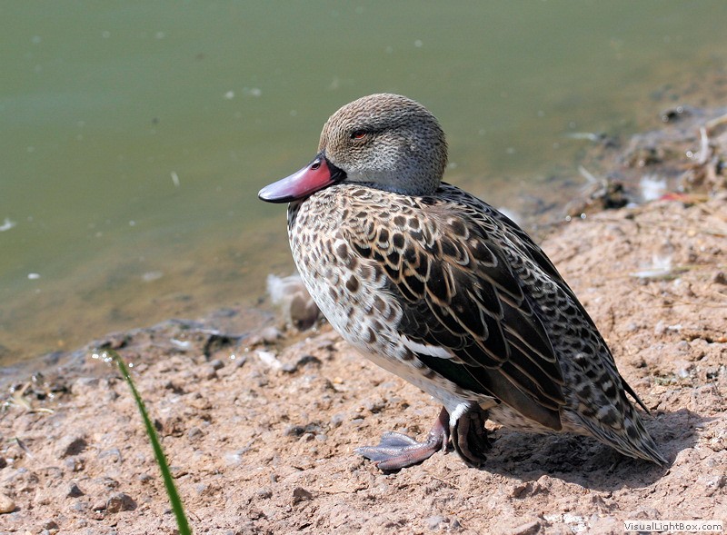 Identify Cape Teal - Wildfowl Photography.