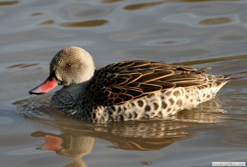 Identify Cape Teal - Wildfowl Photography.