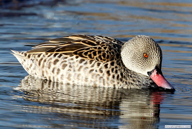 Identify Cape Teal - Wildfowl Photography.