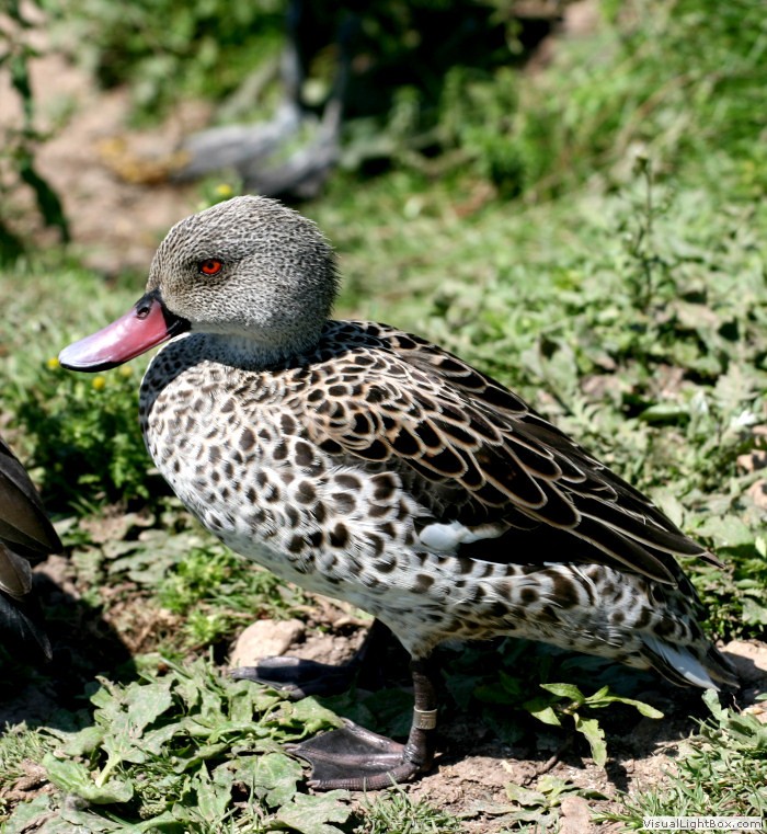 Identify Cape Teal - Wildfowl Photography.