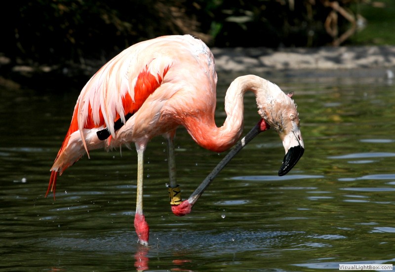Identify Chilean Flamingo - Wildfowl Photography.