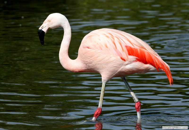 Identify Chilean Flamingo - Wildfowl Photography.