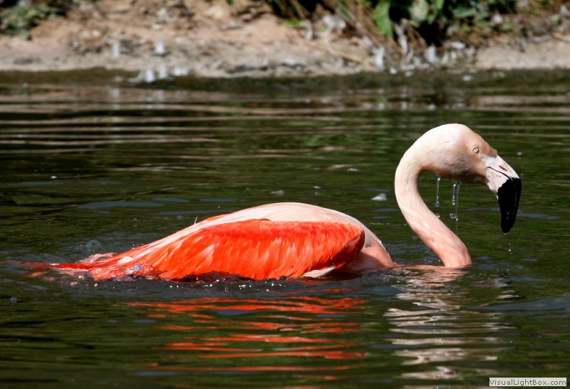 Identify Chilean Flamingo - Wildfowl Photography.