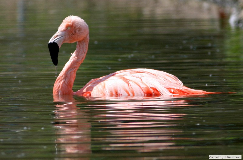 Identify Chilean Flamingo - Wildfowl Photography.
