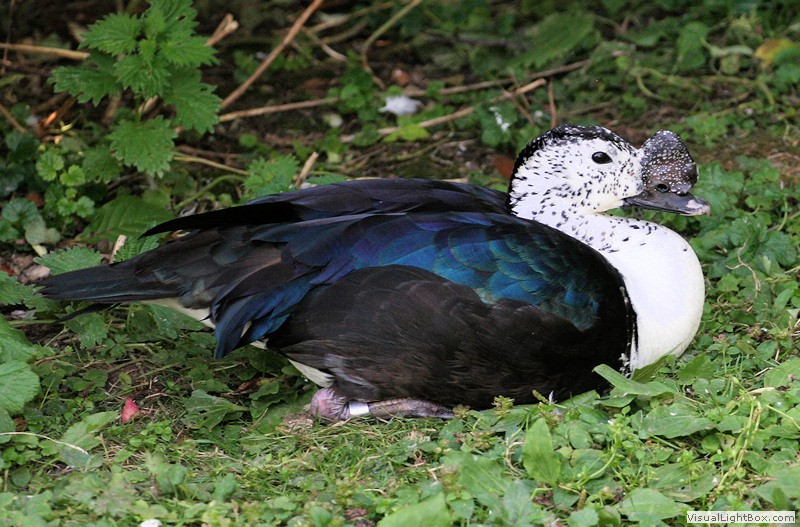 Identify Comb Duck - Wildfowl Photography.
