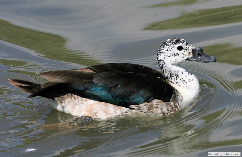 Identify Comb Duck - Wildfowl Photography.
