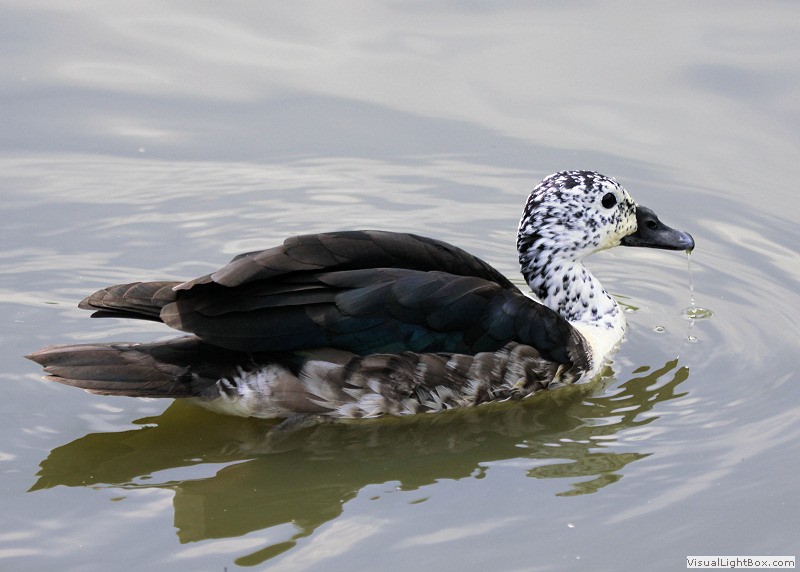Identify Comb Duck - Wildfowl Photography.