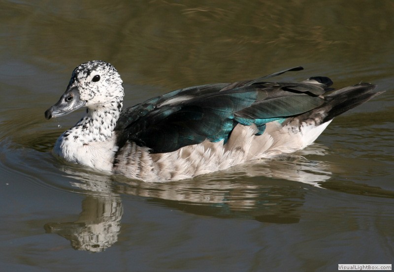 Identify Comb Duck - Wildfowl Photography.