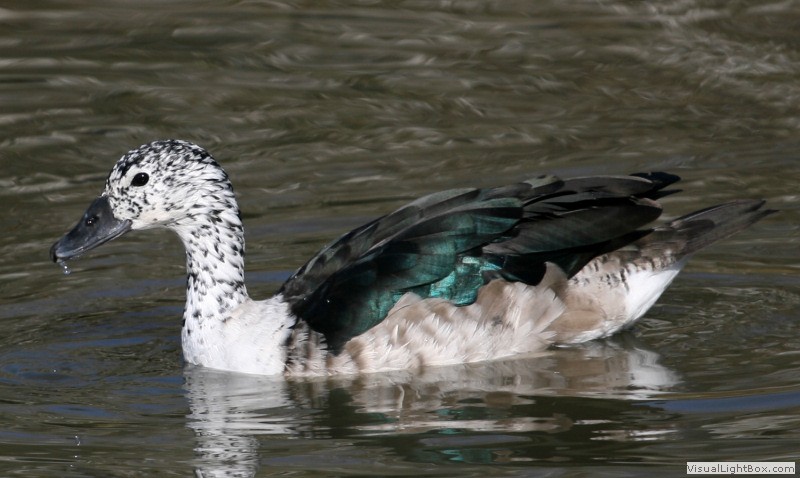 Identify Comb Duck - Wildfowl Photography.