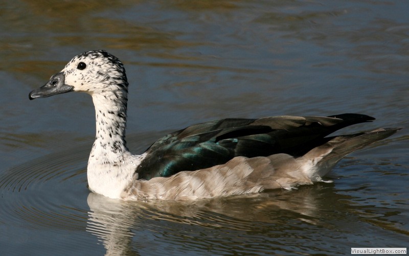 Identify Comb Duck - Wildfowl Photography.