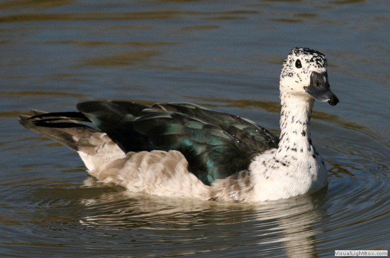 Identify Comb Duck - Wildfowl Photography.