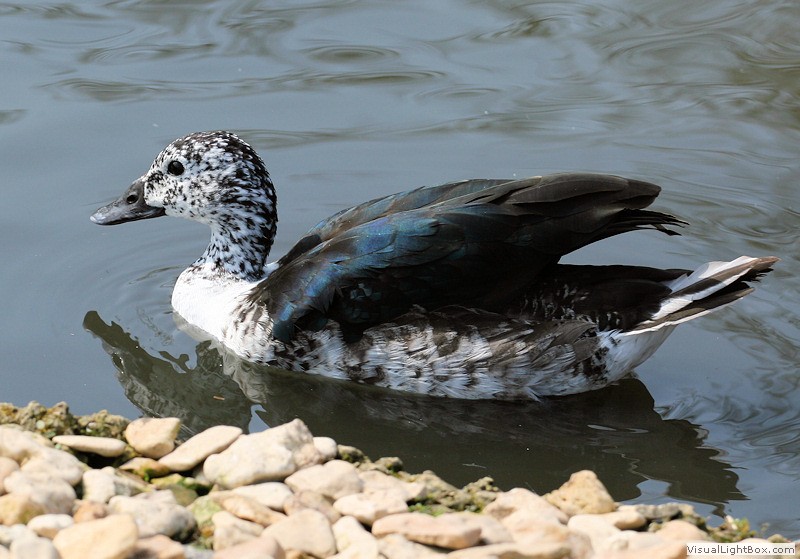 Identify Comb Duck - Wildfowl Photography.