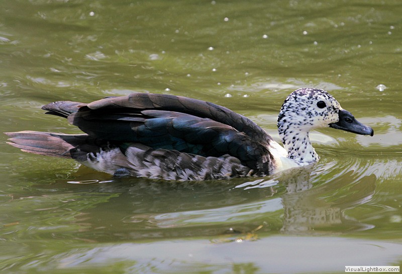 Identify Comb Duck - Wildfowl Photography.