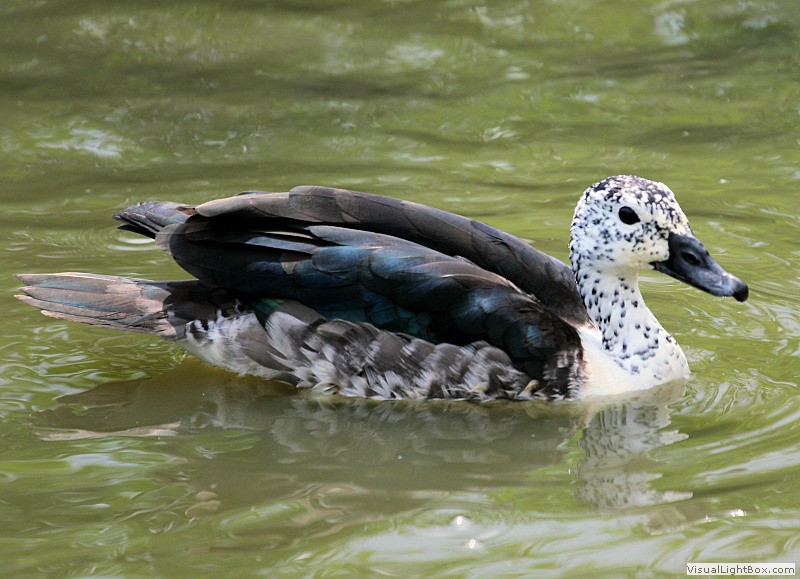Identify Comb Duck - Wildfowl Photography.