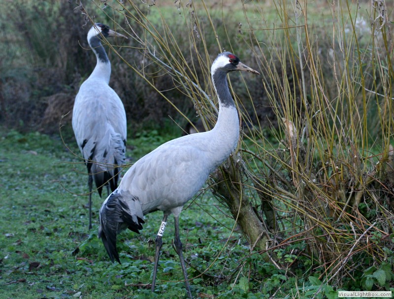 Identify Common Crane or Eurasian Crane - Wildfowl Photography.