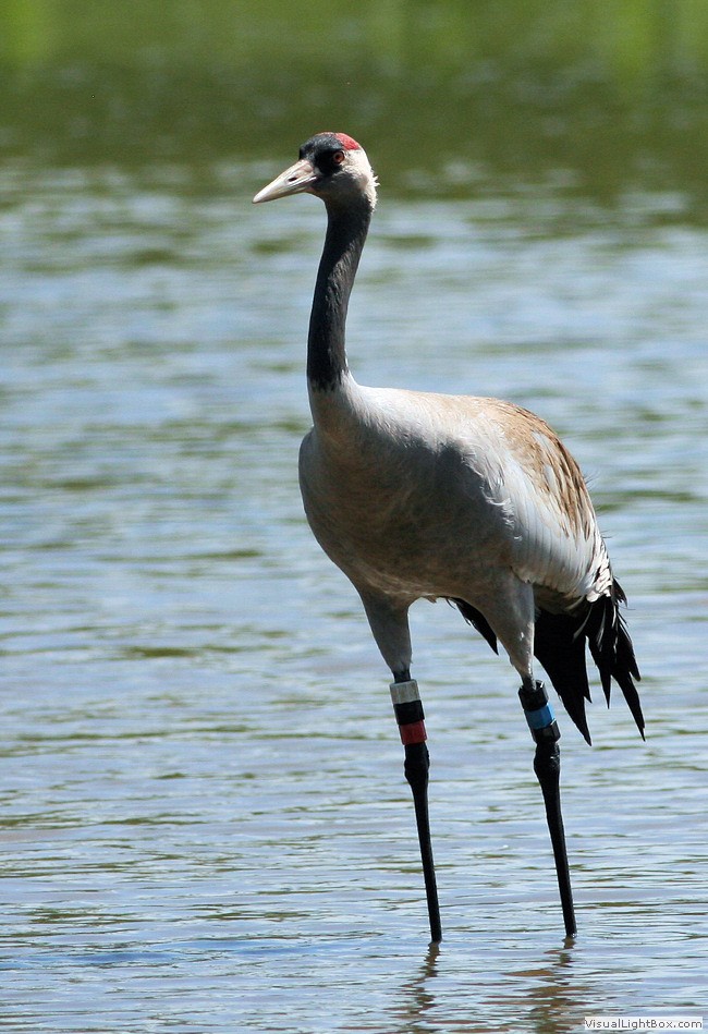 Identify Common Crane or Eurasian Crane - Wildfowl Photography.